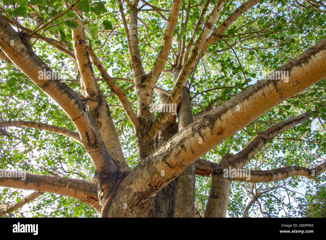 An elegant branching tree stands alone against a clear, vibrant sky ...
