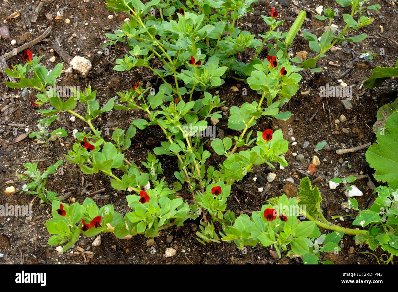 Asparagus (Tetragonolobus purpureus), winged pea Stock Photo - Alamy