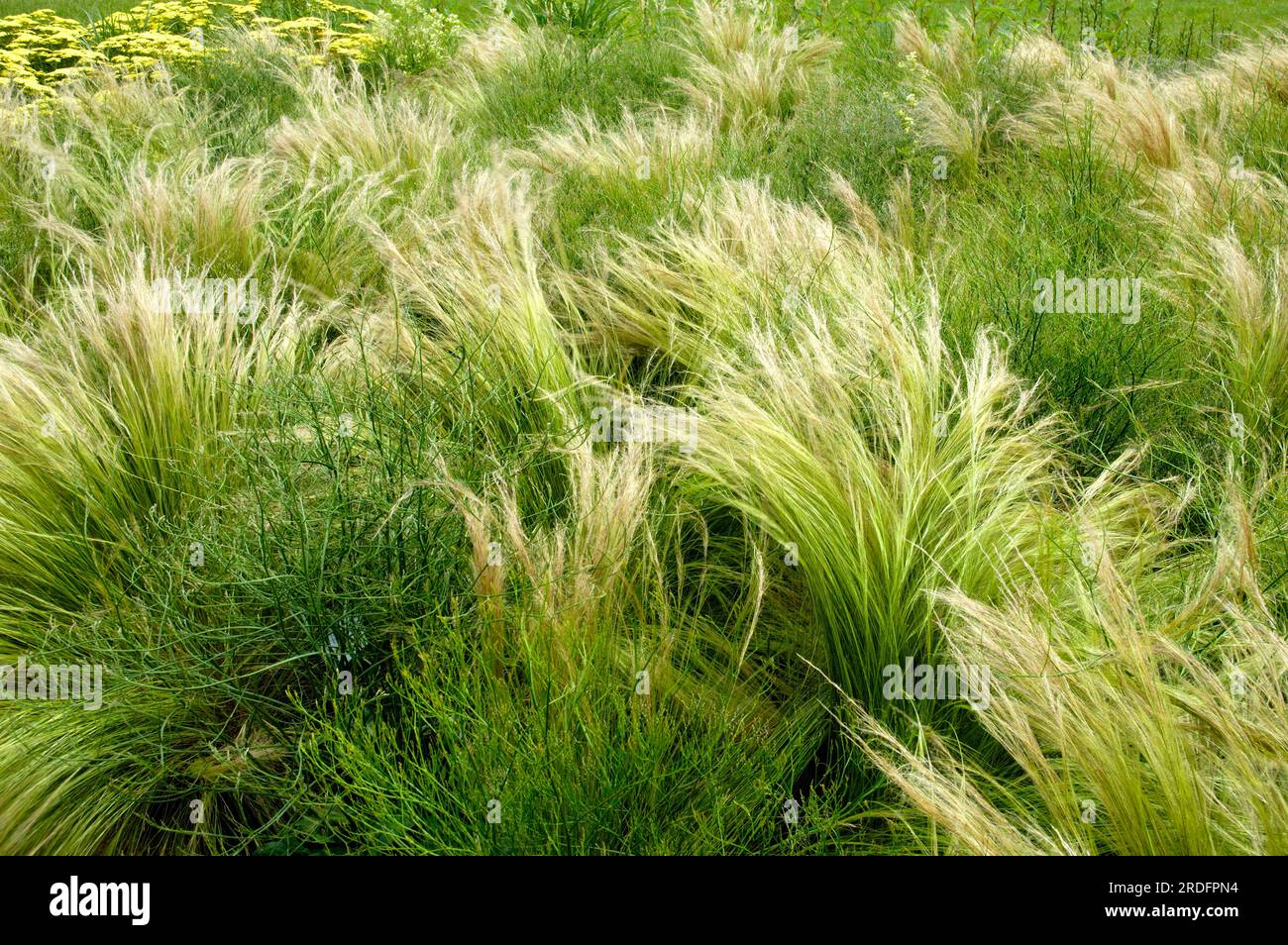 Mexican feather grass (Nassella tenuissima), maidenhair grass Stock ...