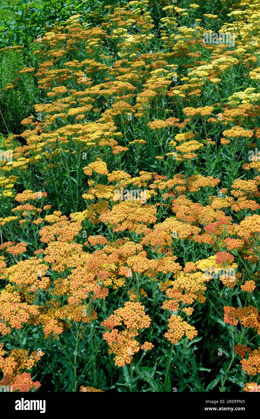Yarrow 'Tierra del Fuego' (Achillea filipendulina), Golden Sheaf Stock ...