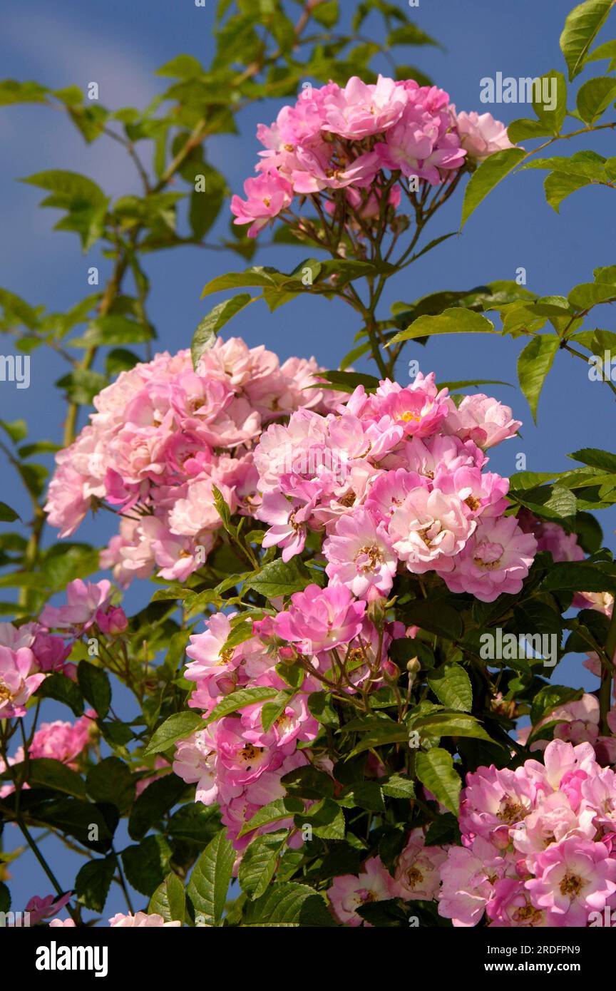 Climbing rose 'Kew Rambler' (Rosa), Rose Stock Photo - Alamy