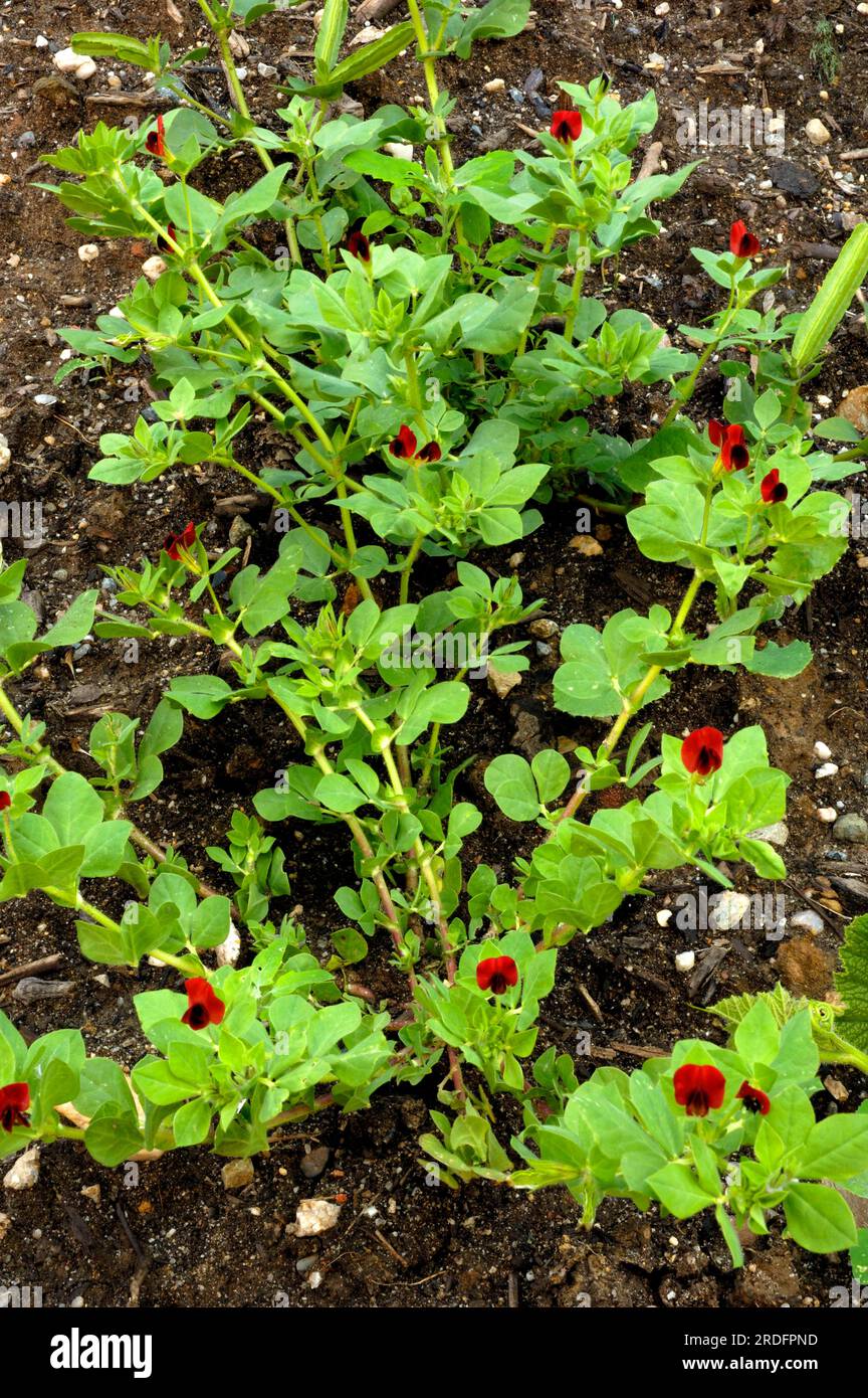 Asparagus (Tetragonolobus purpureus), winged pea Stock Photo - Alamy