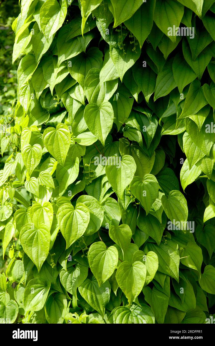 Yam (Dioscorea villosa) Yam root (Dioscoreaceae Stock Photo - Alamy