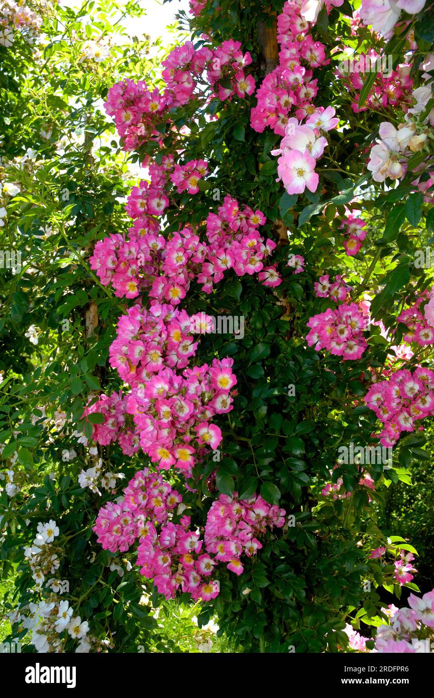 Climbing rose 'Kew Rambler' (Rosa), Rose Stock Photo - Alamy
