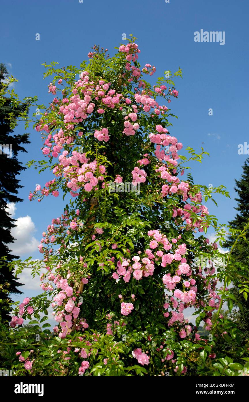 Climbing rose 'Minnehaha' (Rosa), Rose Stock Photo - Alamy