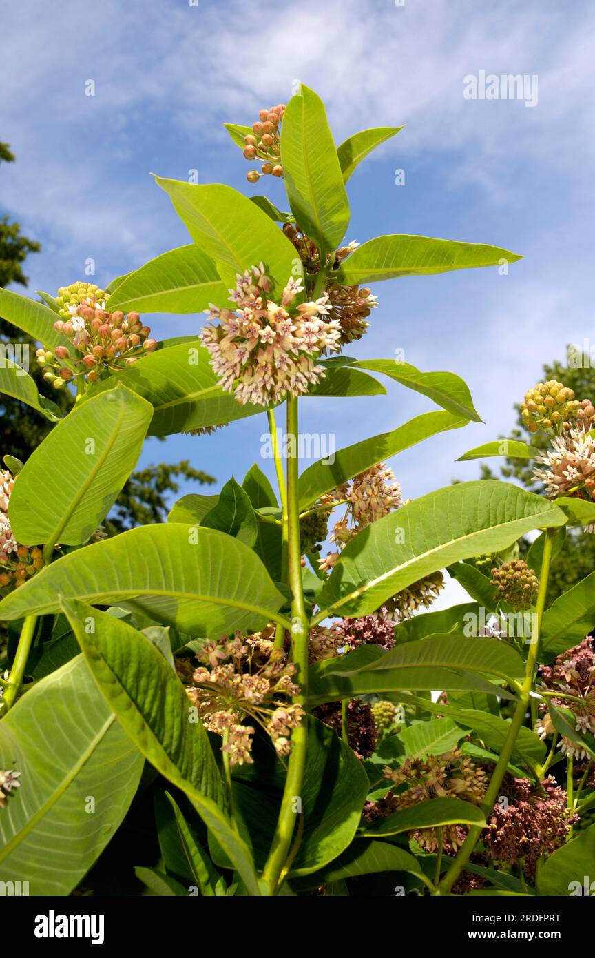 Silk plant (Asclepias incarnata Stock Photo - Alamy