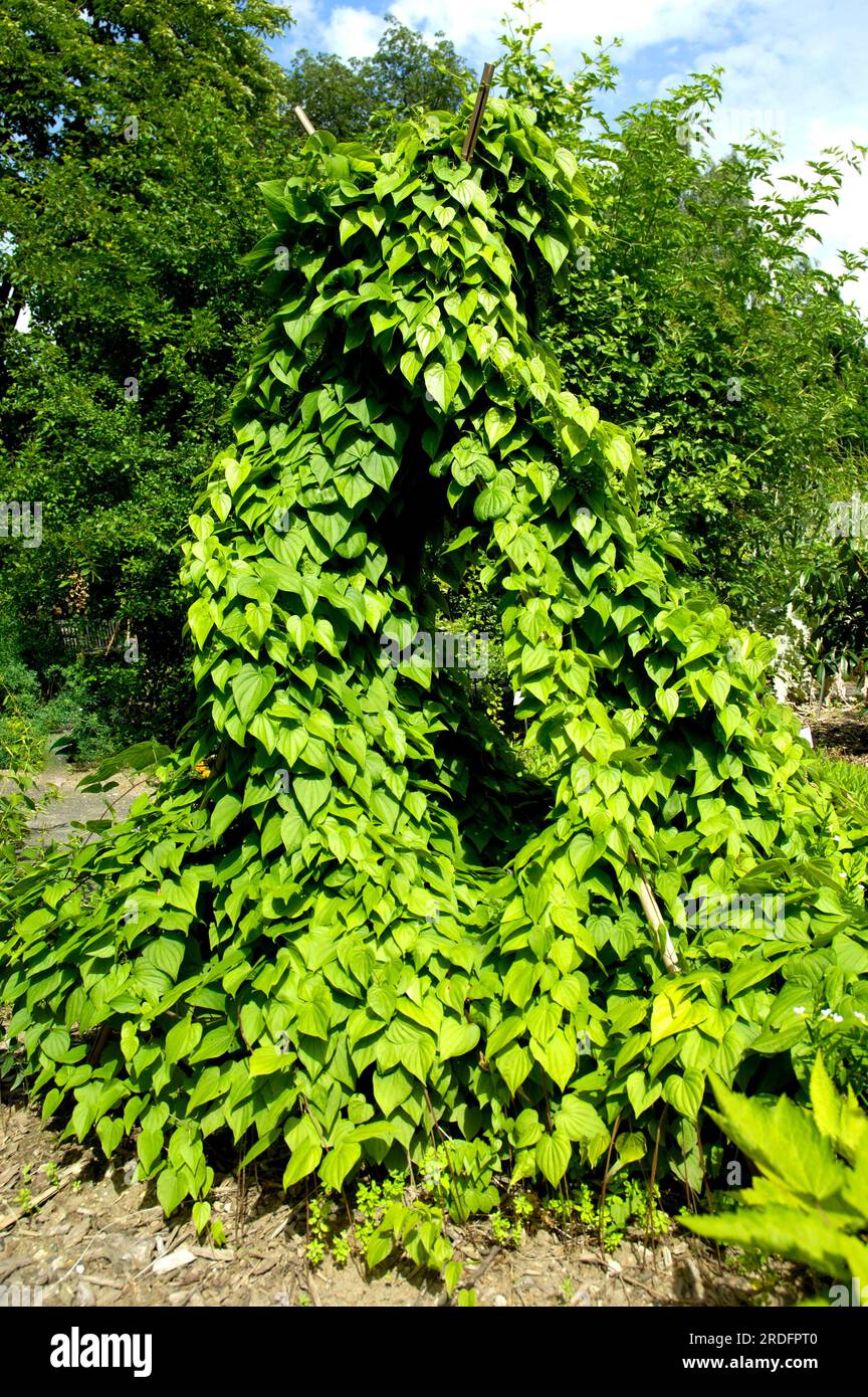 Yam (Dioscorea villosa) Yam root (Dioscoreaceae Stock Photo - Alamy