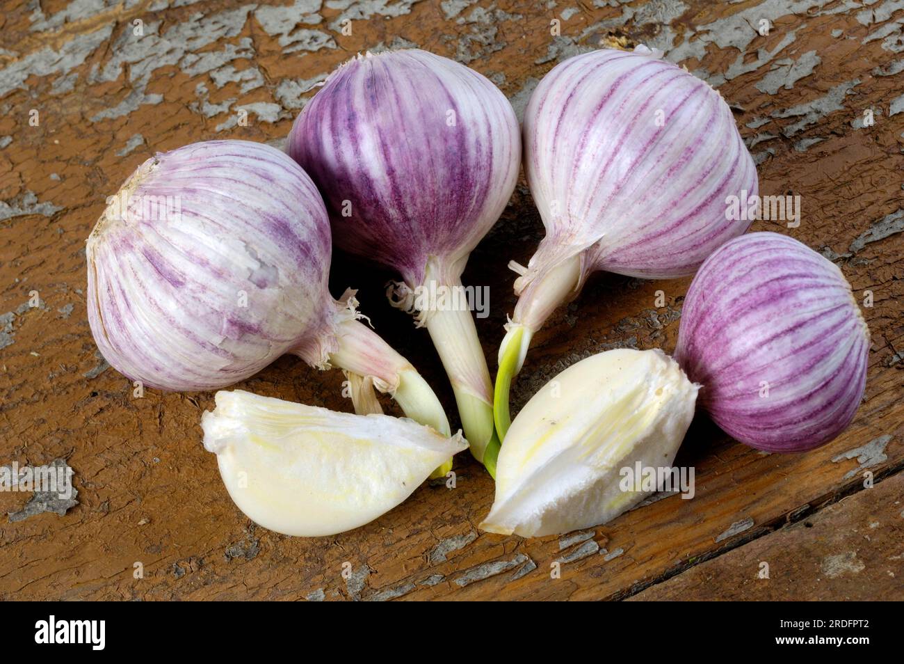 Garlic (Allium sativum Stock Photo - Alamy