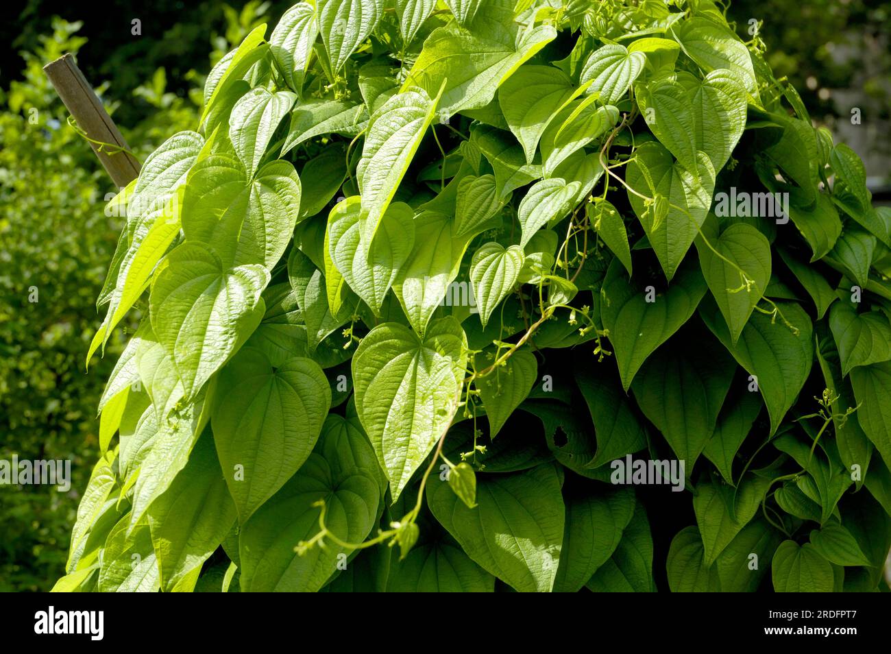 Dioscoreaceae hi-res stock photography and images - Alamy