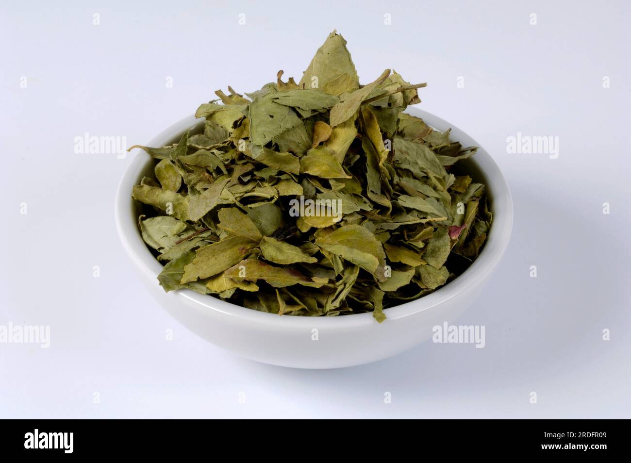 Curry leaves (Murraya koenigii Stock Photo - Alamy