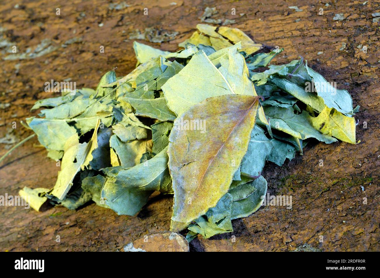 Murraya koenigii plant hi-res stock photography and images - Alamy