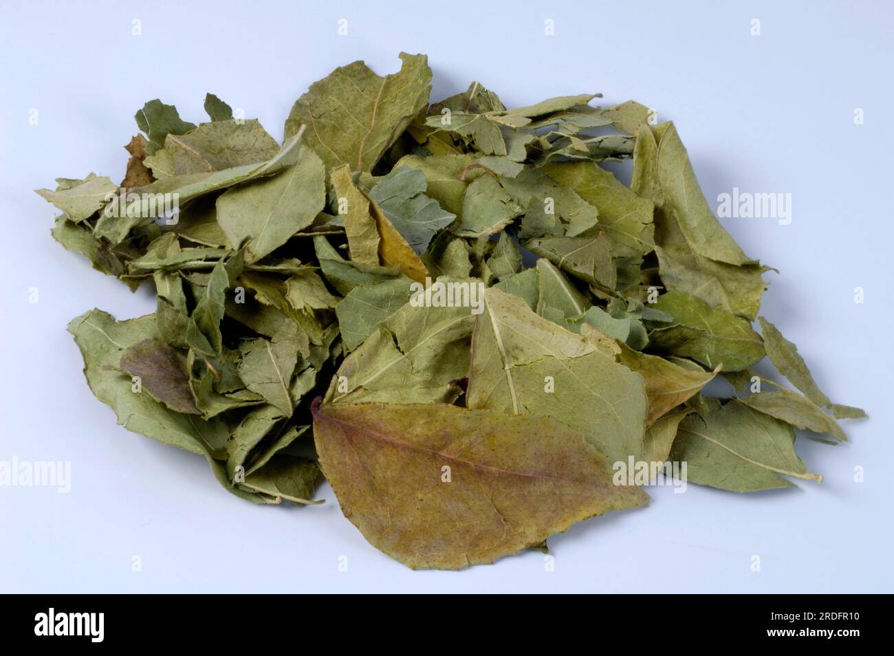 Curry leaves (Murraya koenigii Stock Photo - Alamy