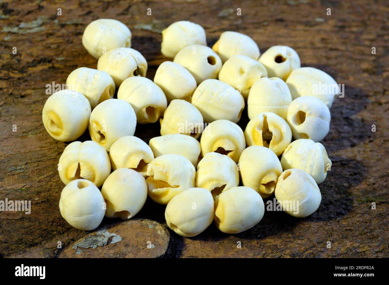 Indian (lotus) lotus flower, seeds, Indian flower (Nelumbo nucifera ...