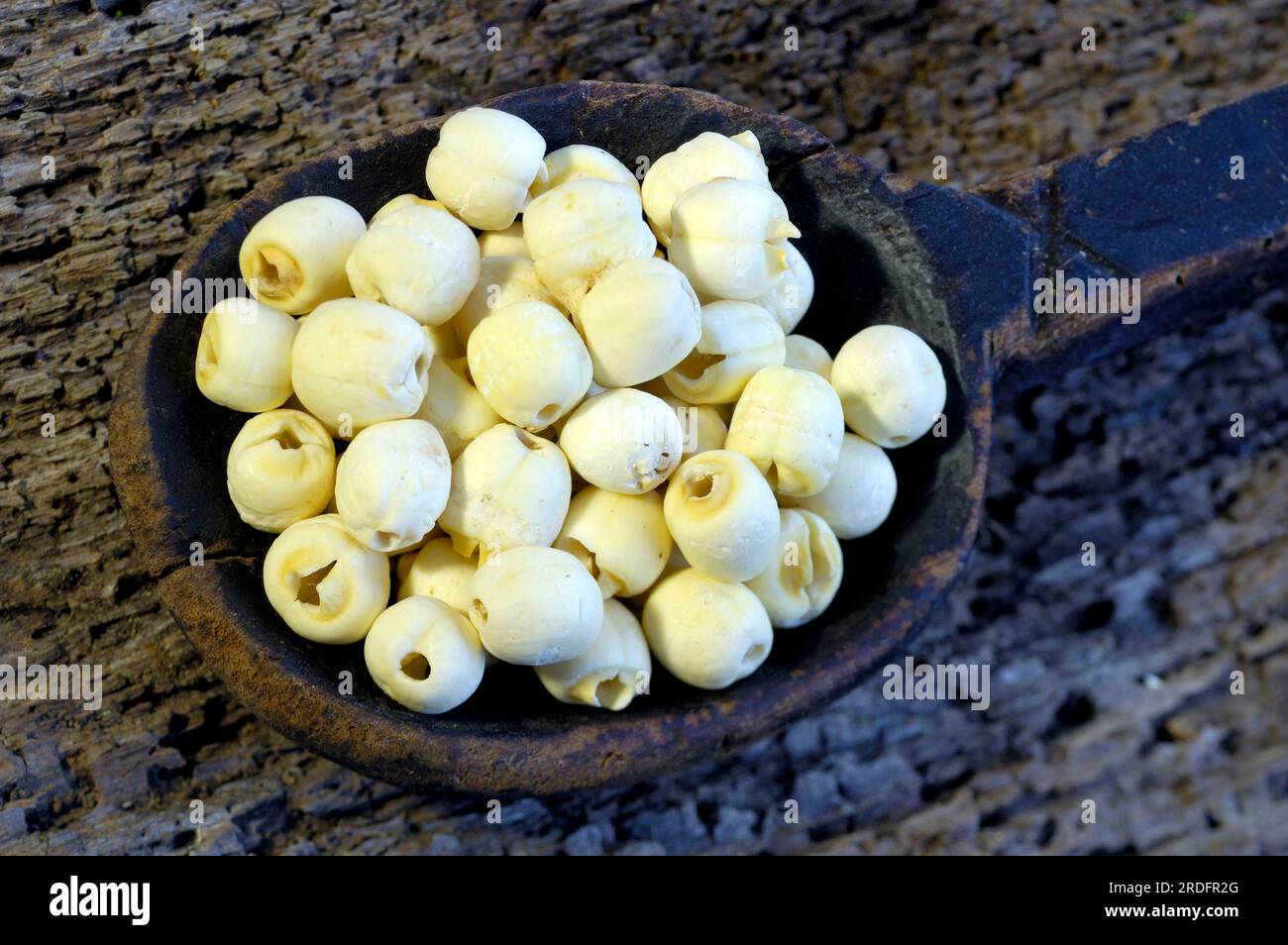 Indian (lotus) lotus flower, seeds, Indian flower (Nelumbo nucifera ...