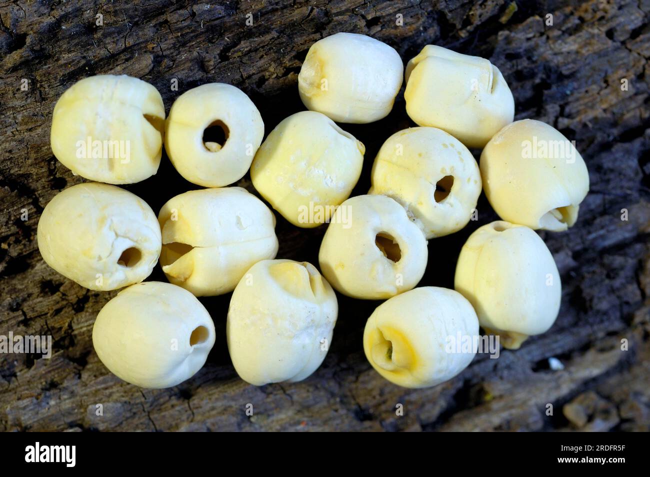 Indian (lotus) lotus flower, seeds, Indian flower (Nelumbo nucifera ...