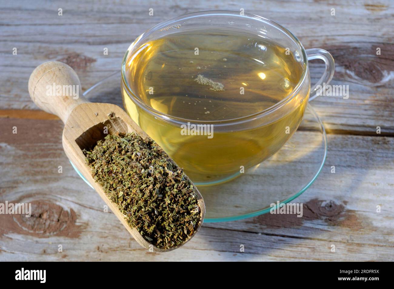 Cup of Cistus Tea, Grey-hair Cistus, dried (Cistus incanus tauricus ...