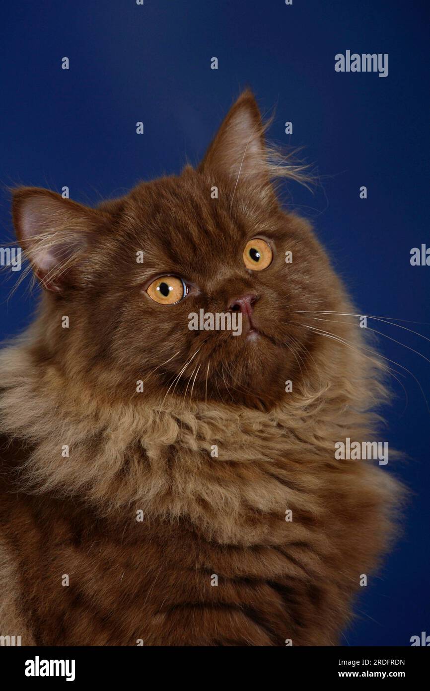British longhair cat, male, chocolate, Highlander, Lowlander, Britanica ...