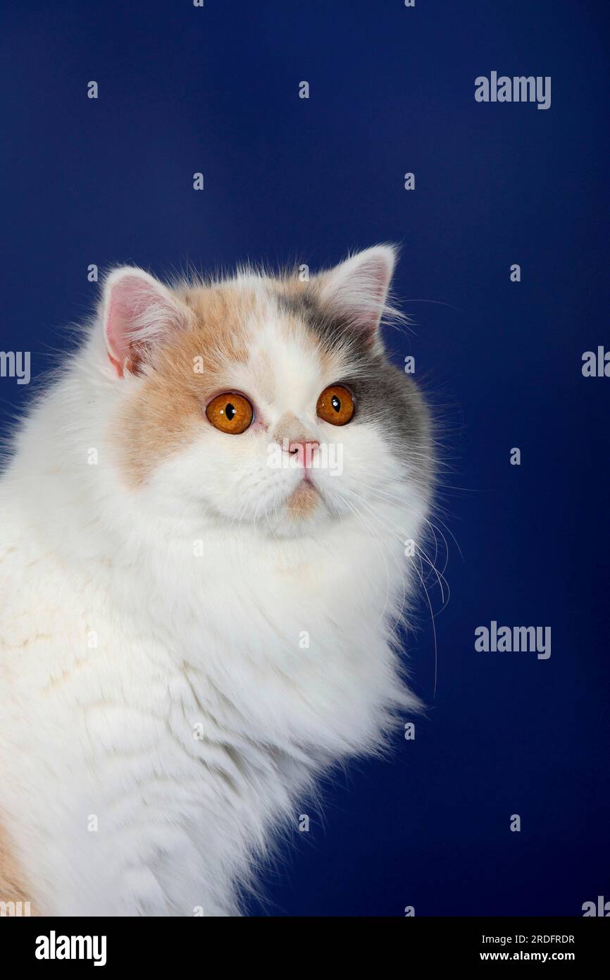 British Longhair cat, blue-cream-white, Highlander, Lowlander ...