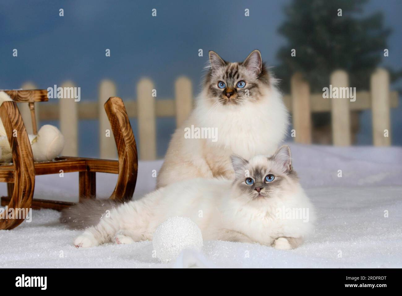 Birman Cats, Sacred Birman Stock Photo - Alamy