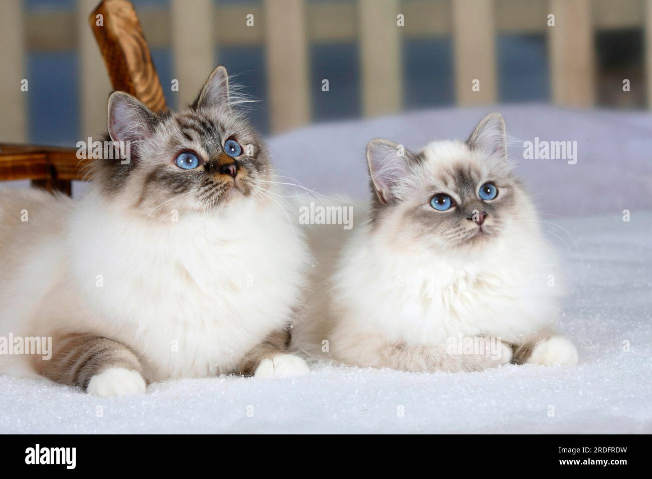 Birman Cats, Sacred Birman Stock Photo - Alamy