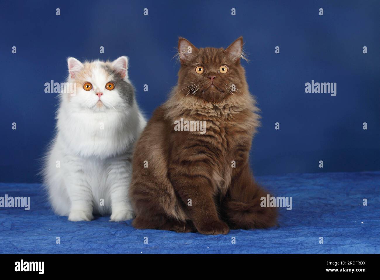 British Longhair Cats, Highlander, Lowlander, Britanica Stock Photo - Alamy