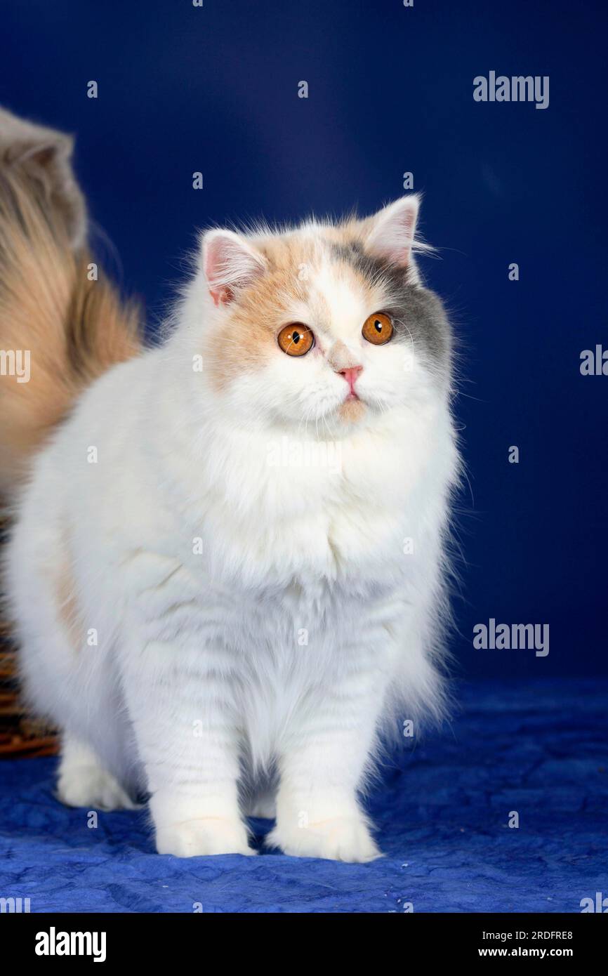 British Longhair cat, blue-cream-white, Highlander, Lowlander ...