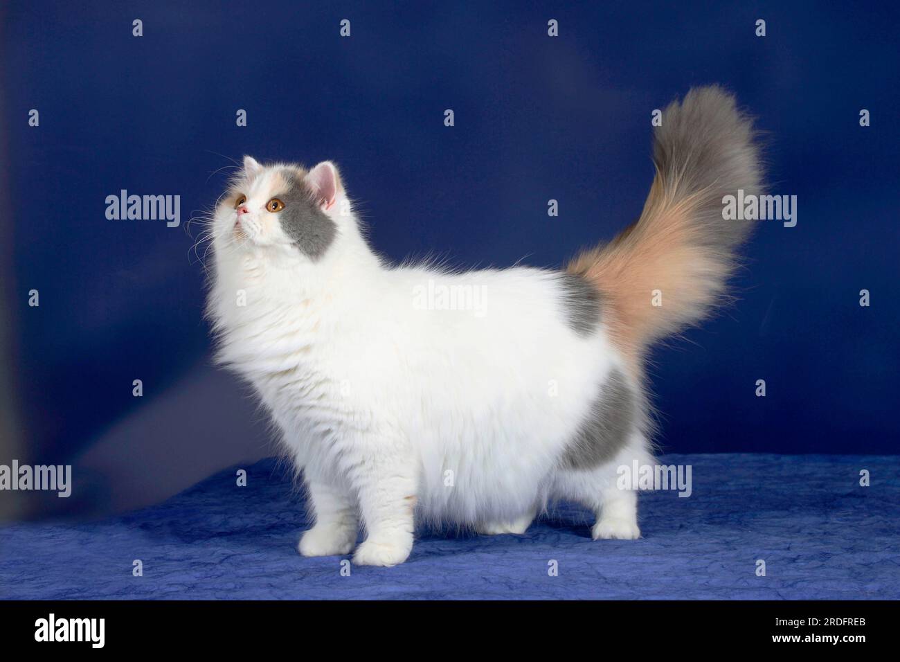 British Longhair cat, blue-cream-white, Highlander, Lowlander ...