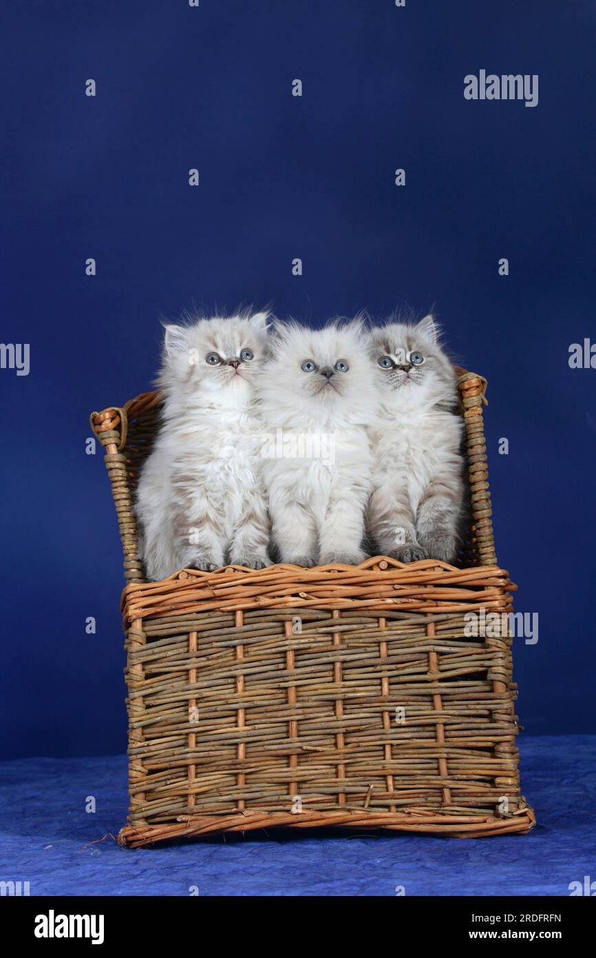 British Longhair Cats, Kitten, Highlander, Lowlander, Britanica Stock ...