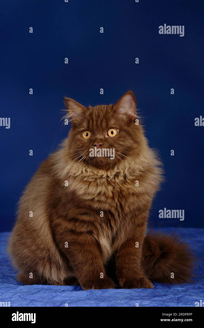 British longhair cat, male, chocolate, Highlander, Lowlander, Britanica ...