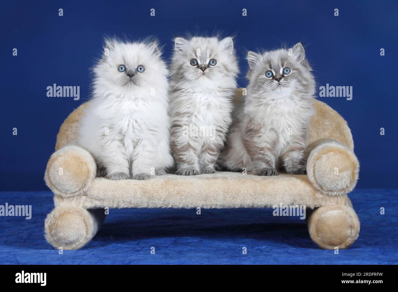 British Longhair Cats, Kitten, Highlander, Lowlander, Britanica Stock ...