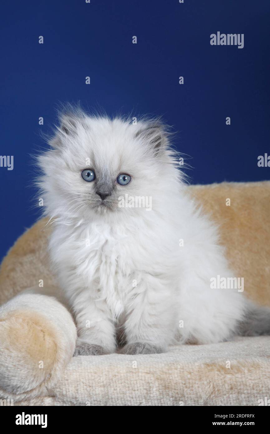 British Longhair Cat, Kitten, Highlander, Lowlander, Britanica, BLH ...