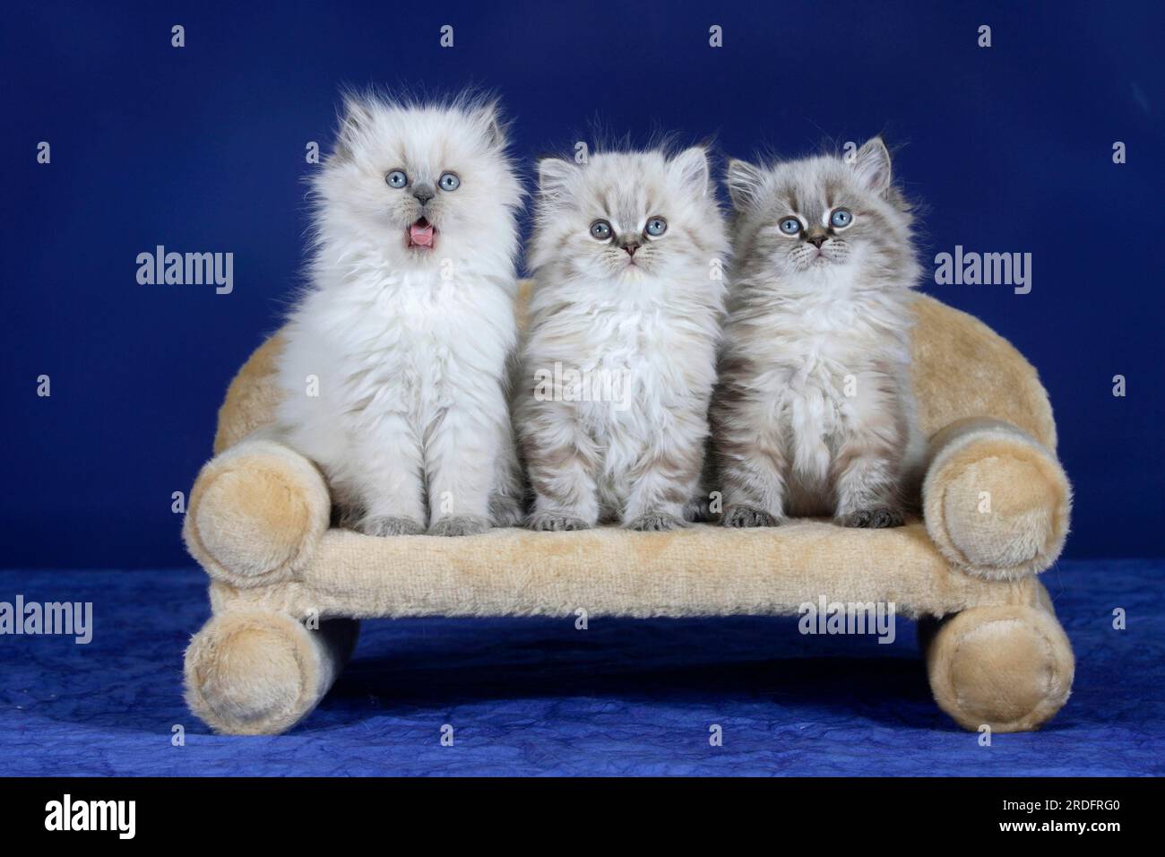 British Longhair Cats, Kitten, Highlander, Lowlander, Britanica Stock ...