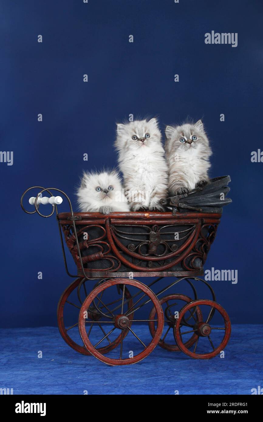 British Longhair Cats, Kitten, Highlander, Lowlander, Britanica, Doll ...