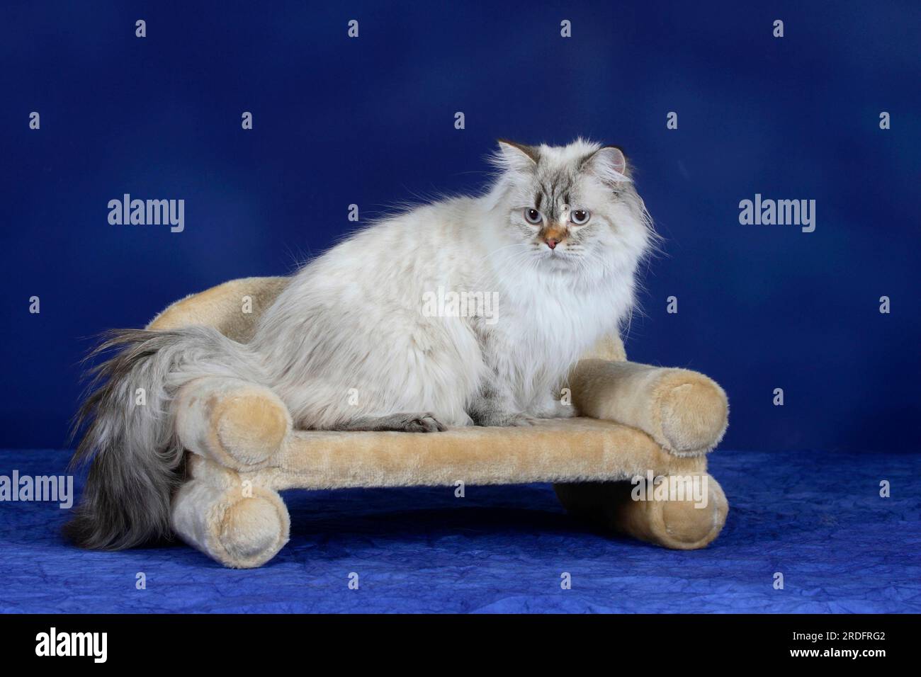 British longhair cat, chocolate-tabby-point, Highlander, Lowlander ...