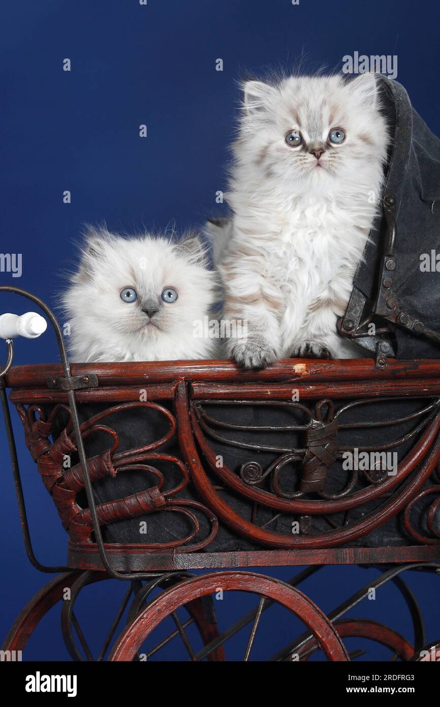 British Longhair Cats, Kitten, Highlander, Lowlander, Britanica, Doll ...