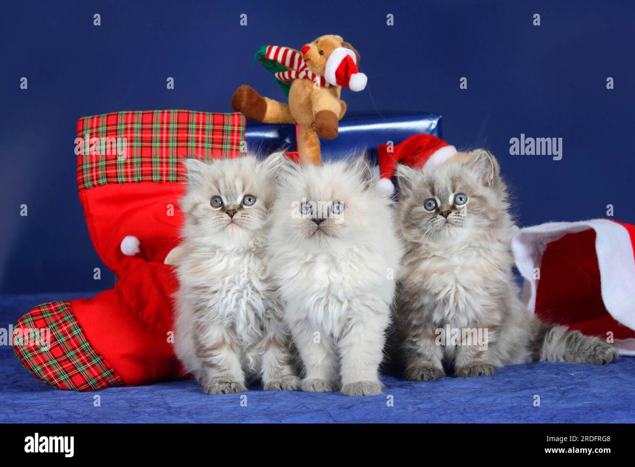 British Longhair Cats, Kitten, Highlander, Lowlander, Britanica Stock ...