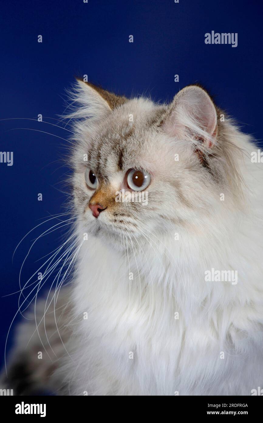 British longhair cat, chocolate-tabby-point, Highlander, Lowlander ...