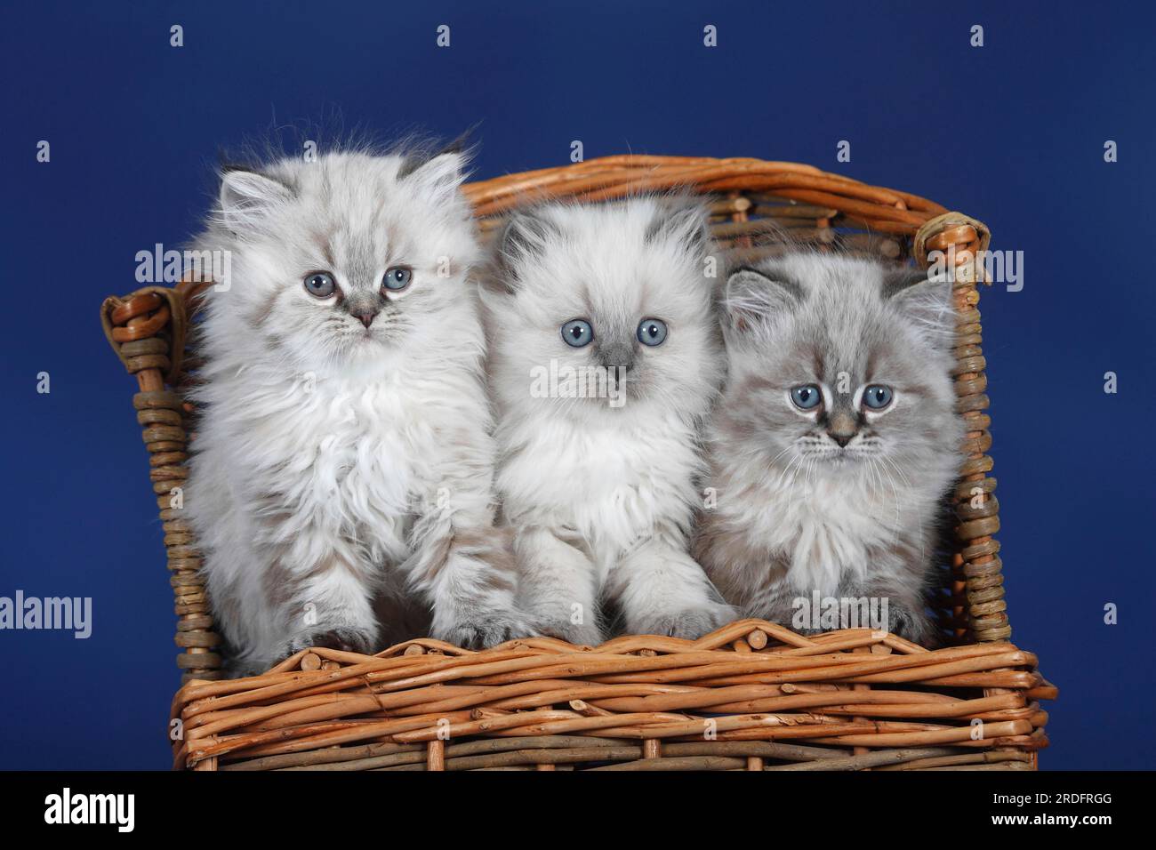 British Longhair Cats, Kitten, Highlander, Lowlander, Britanica Stock ...