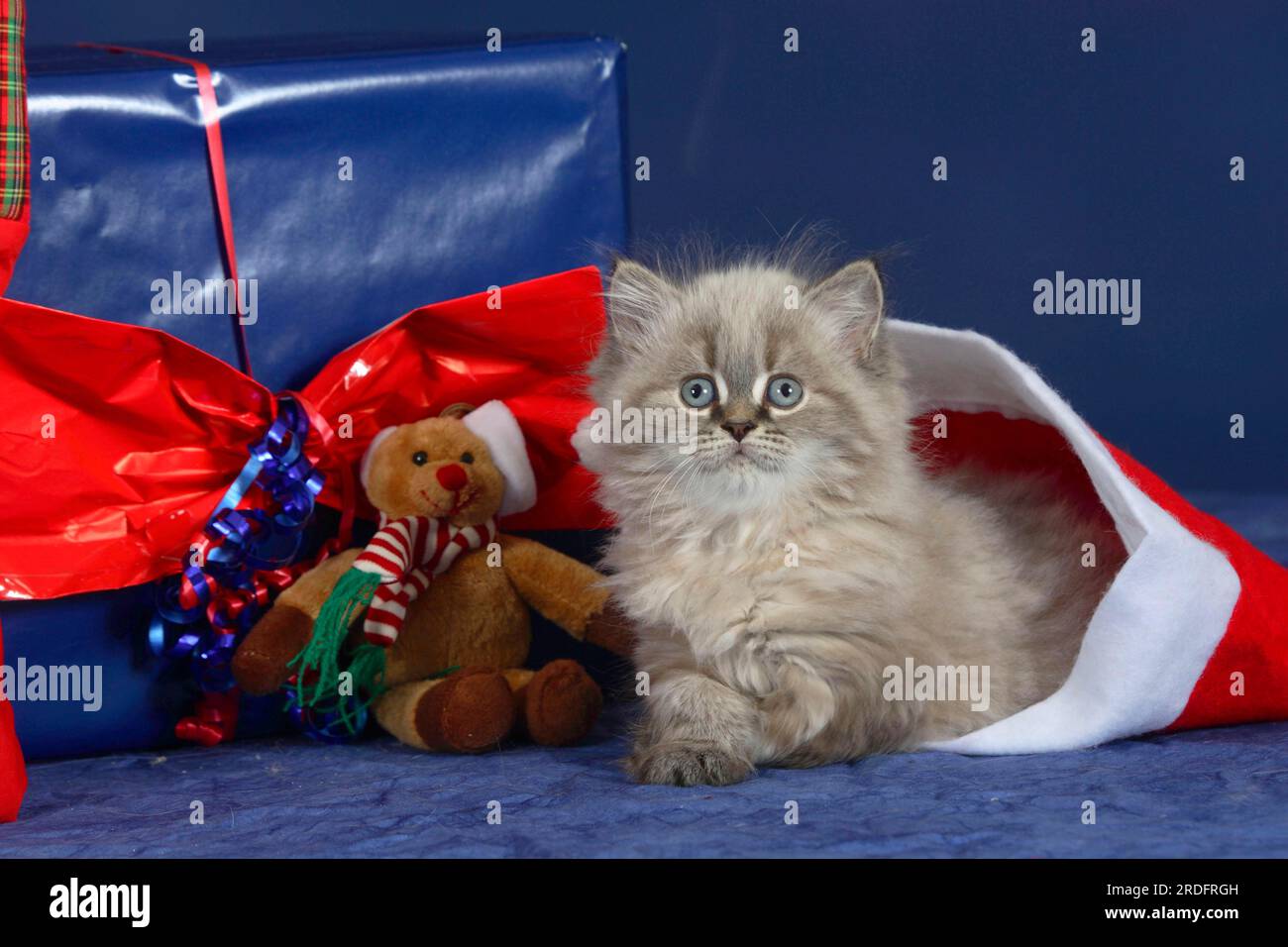 British Longhair Cat, Kitten, Highlander, Lowlander, Britanica, BLH ...