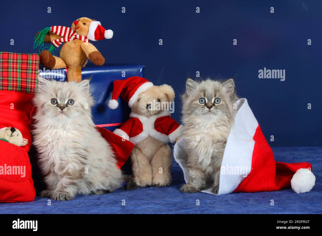 British Longhair Cats, Kitten, Highlander, Lowlander, Britanica Stock ...
