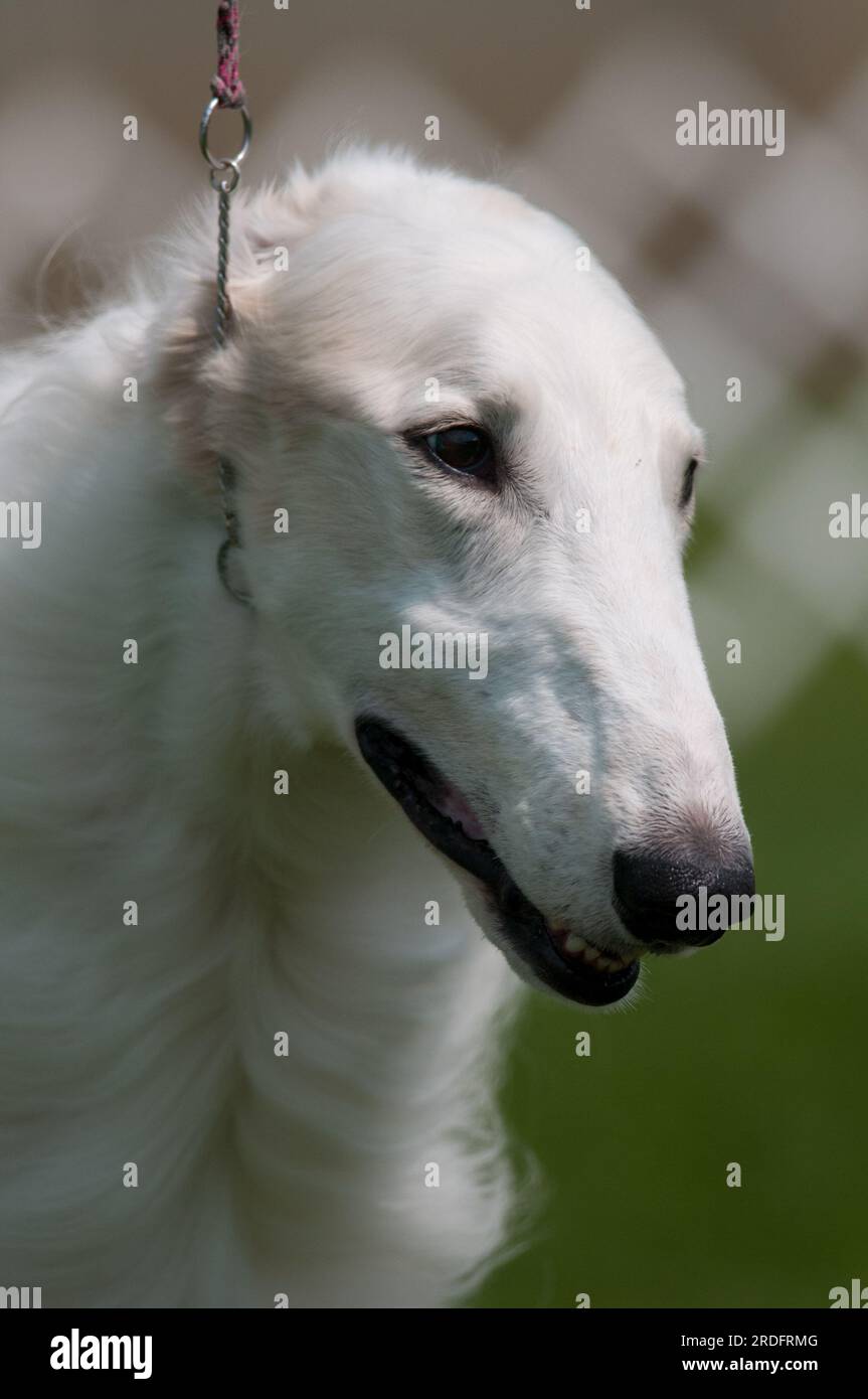 Borzoi close-up portrait in the bright sunlight Stock Photo - Alamy