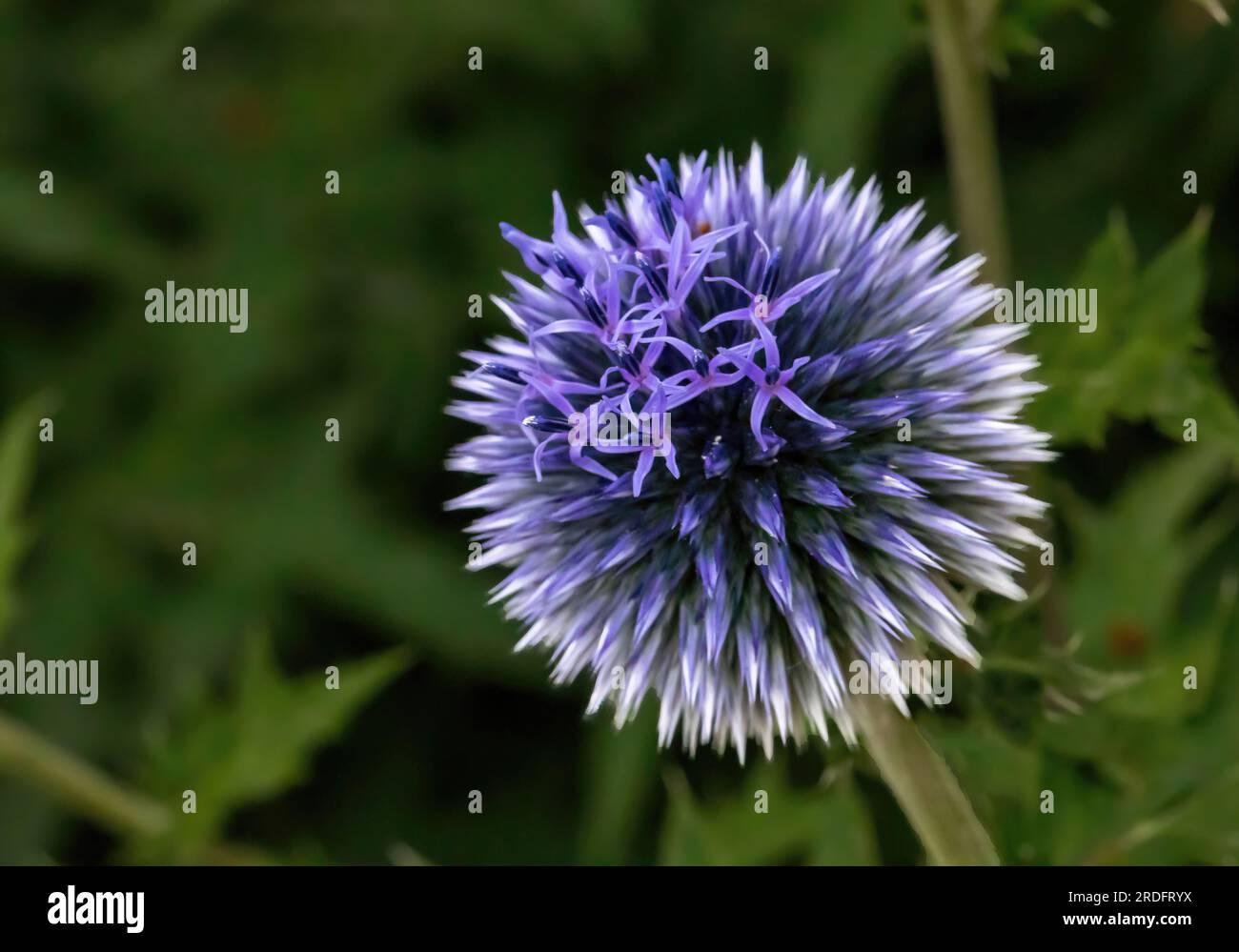 Russian Thistle Flower