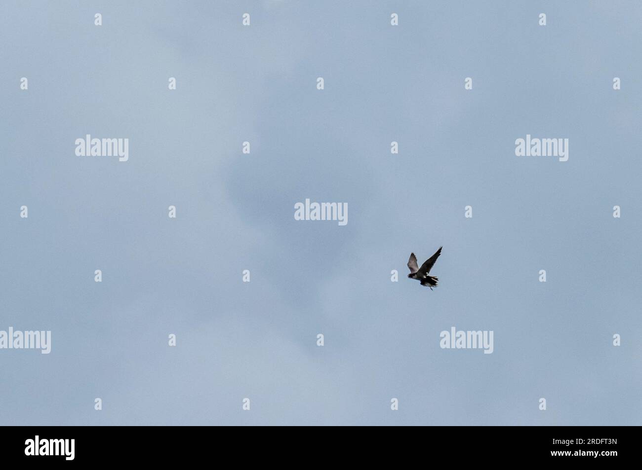 Peregrine Falcon Diving Gif