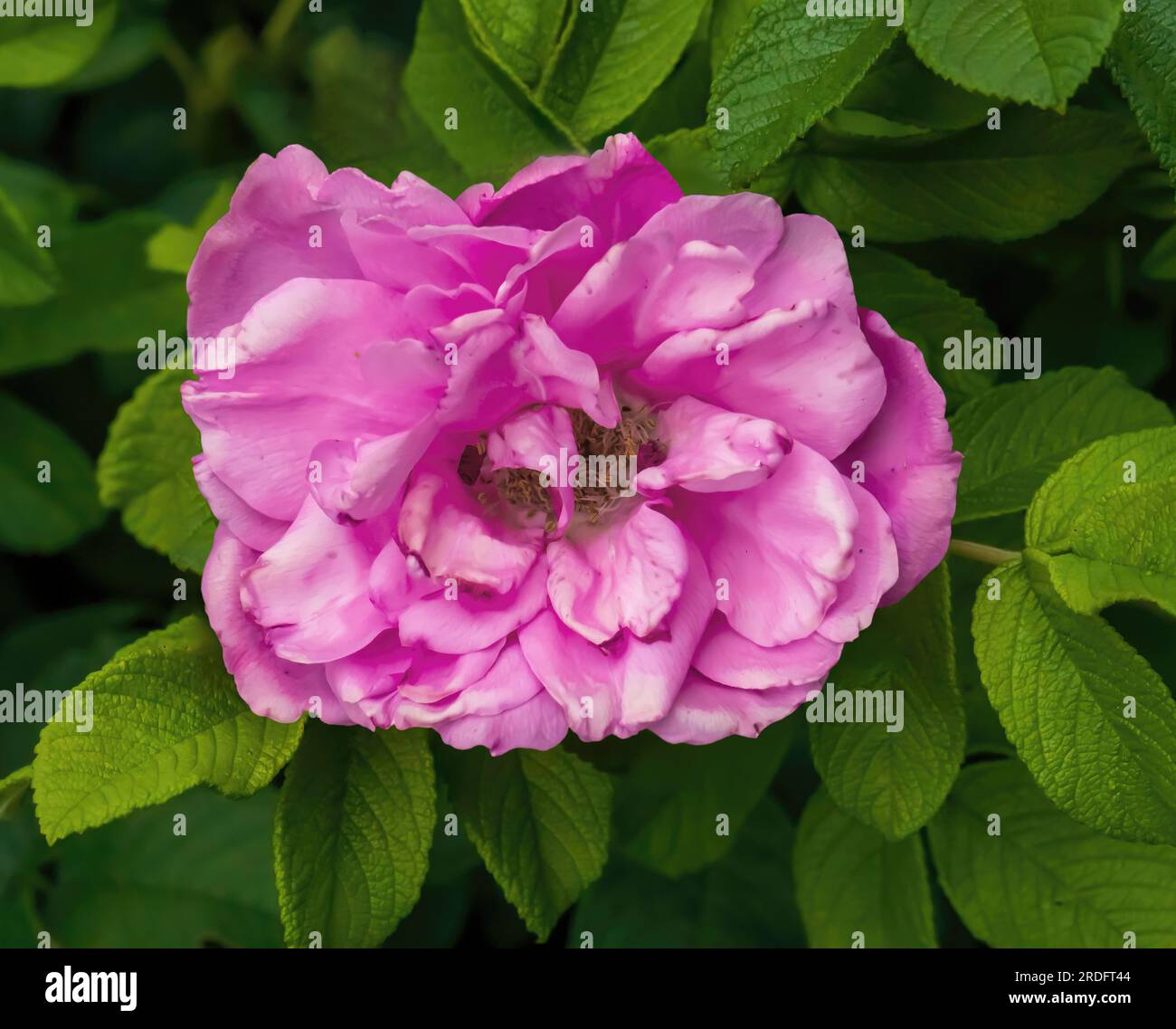 Pretty pink french rose, rosa gallica on a summer evening growing in an ...