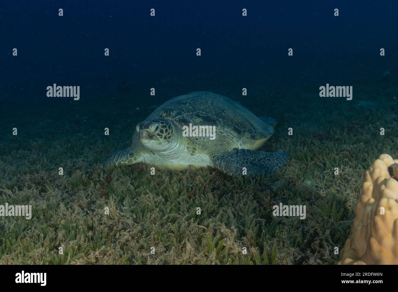 Hawksbill sea turtle in the Red Sea, Eilat Israel Stock Photo - Alamy