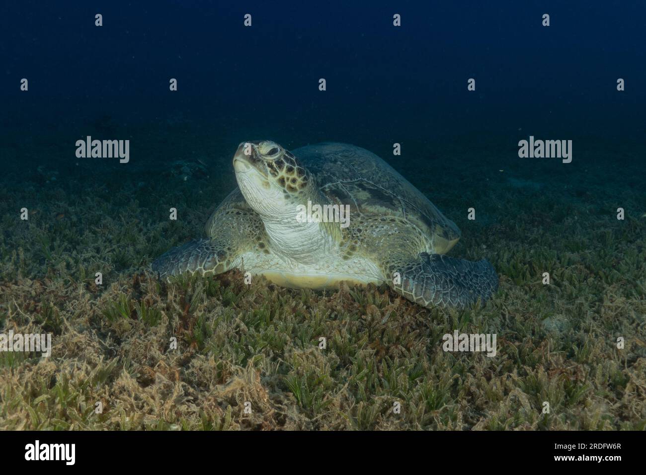Hawksbill sea turtle in the Red Sea, Eilat Israel Stock Photo - Alamy