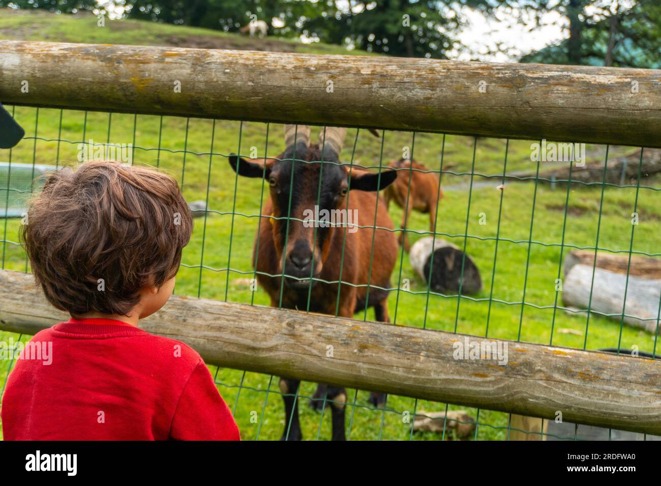 A boy looking at the goats in the Borce commune in the French Pyrenees ...