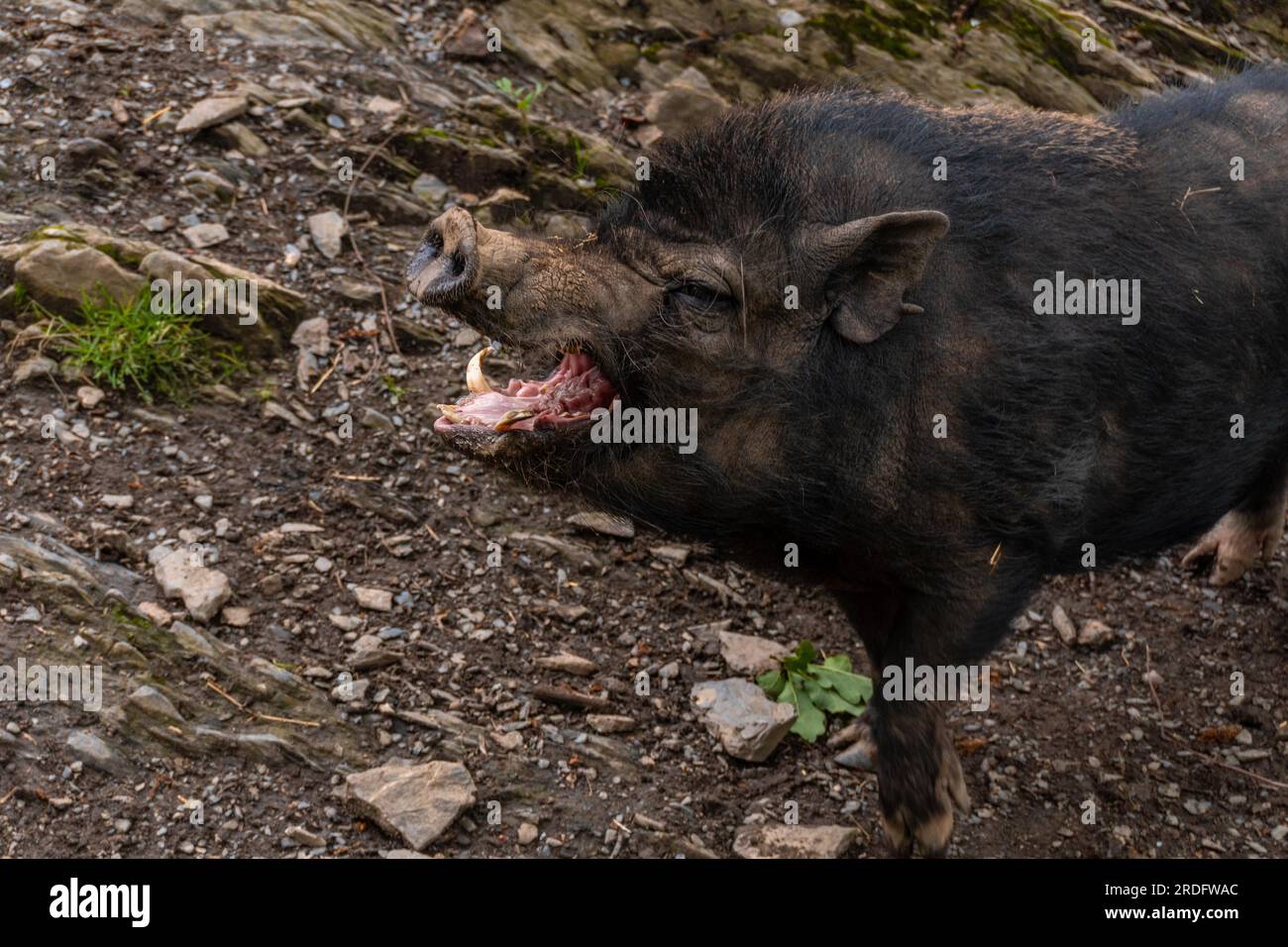 A free-ranging black boar seen in the Borce commune of the French ...