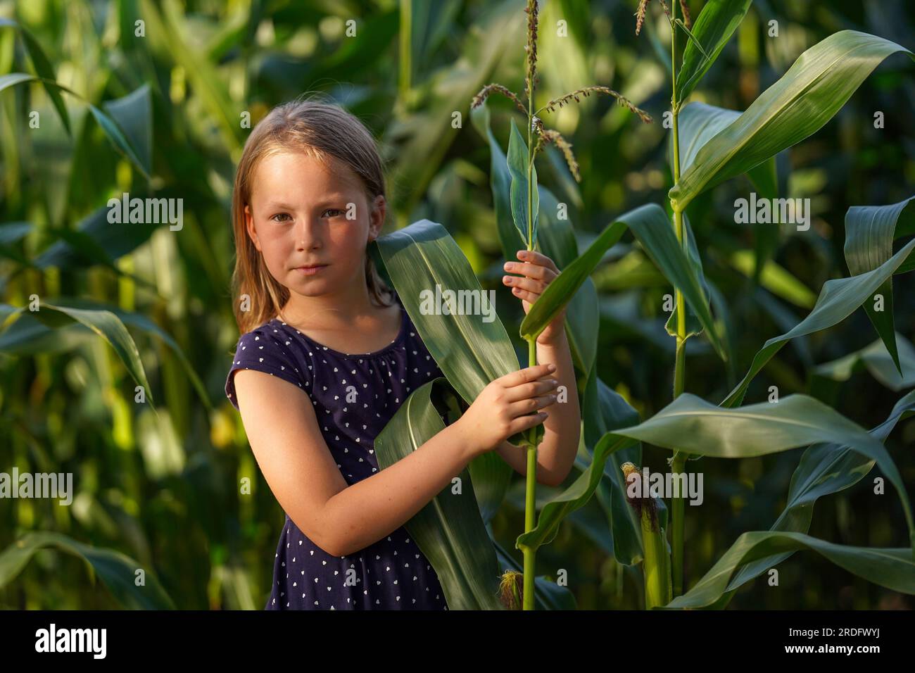 Cute girl holding a stalk of corn. Organic products Stock Photo - Alamy