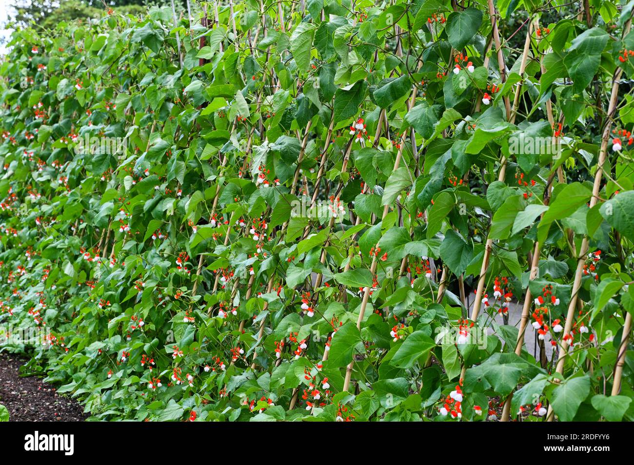 runner bean painted lady Stock Photo - Alamy